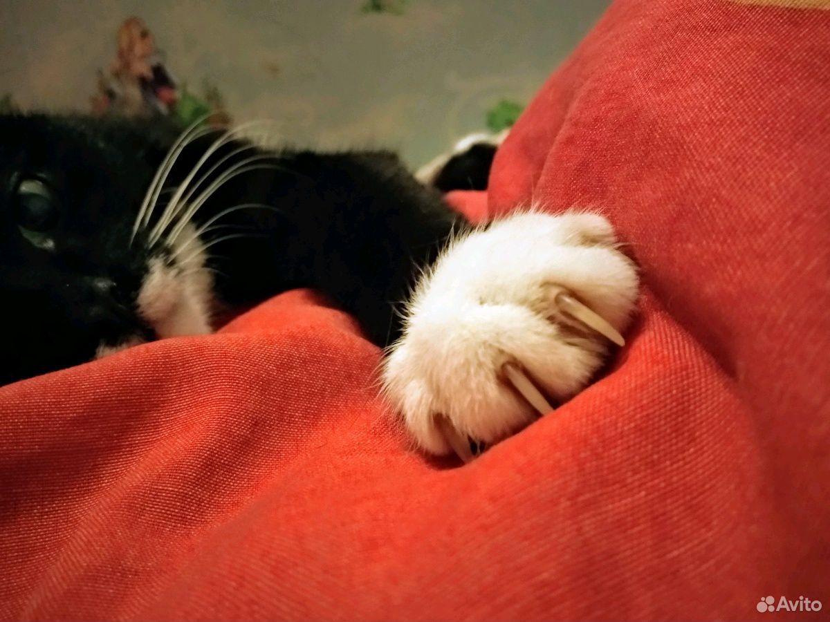 Трёхлапка в дар