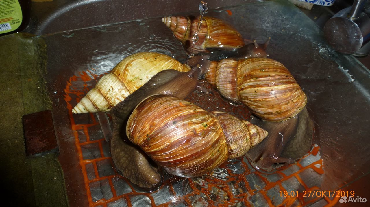 Африканская улитка Ахитина