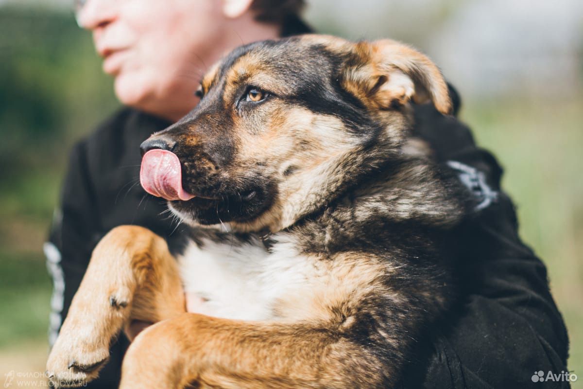 Черри девочка собака щенок в добрые руки
