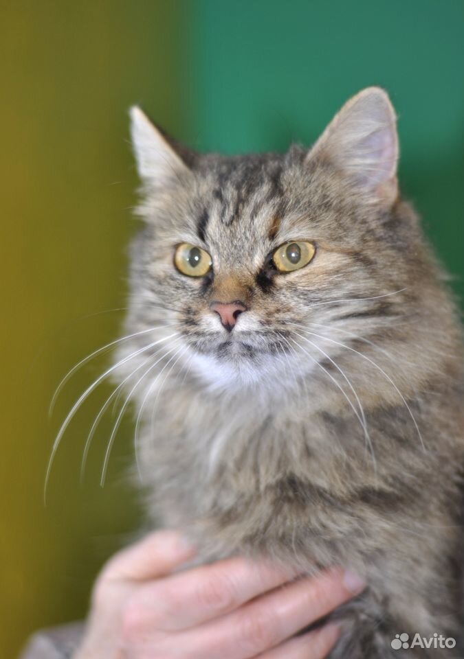 Чудесная Фрося в поисках дома