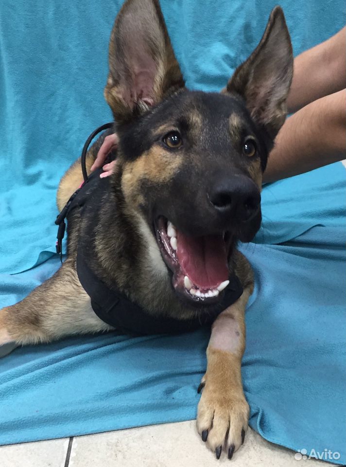 Щенок, метис овчарки, ищет дом