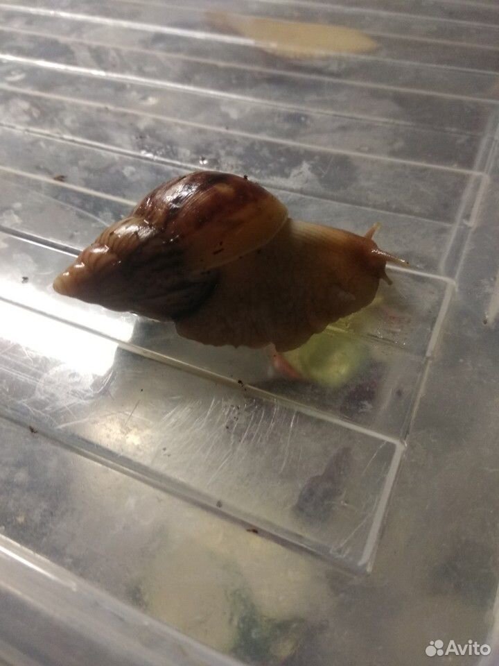 Улитка ахатина