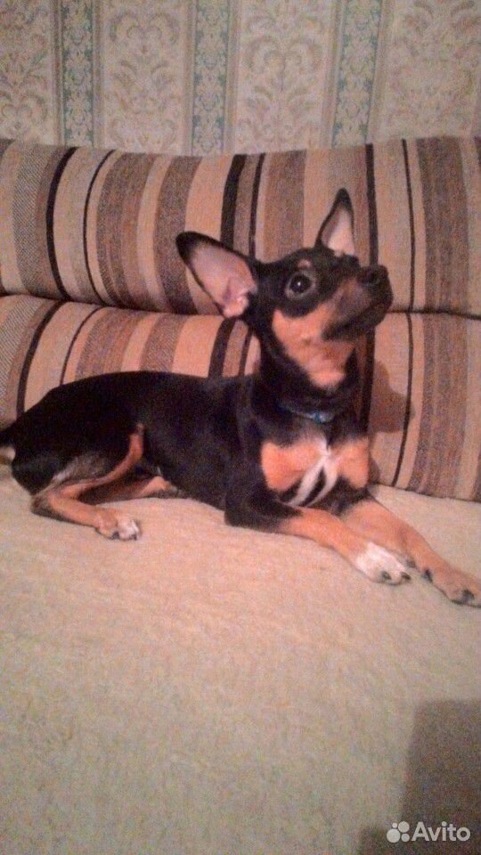 Вязка собака молодая свое дело знает