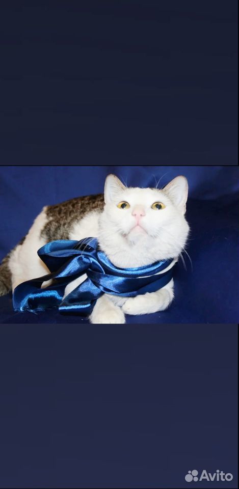 Очень плюшевый котик