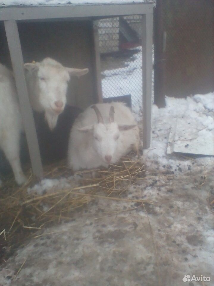Коза