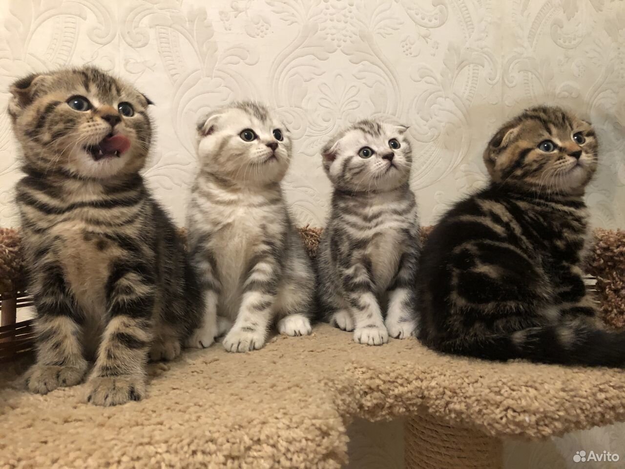 Кошка
