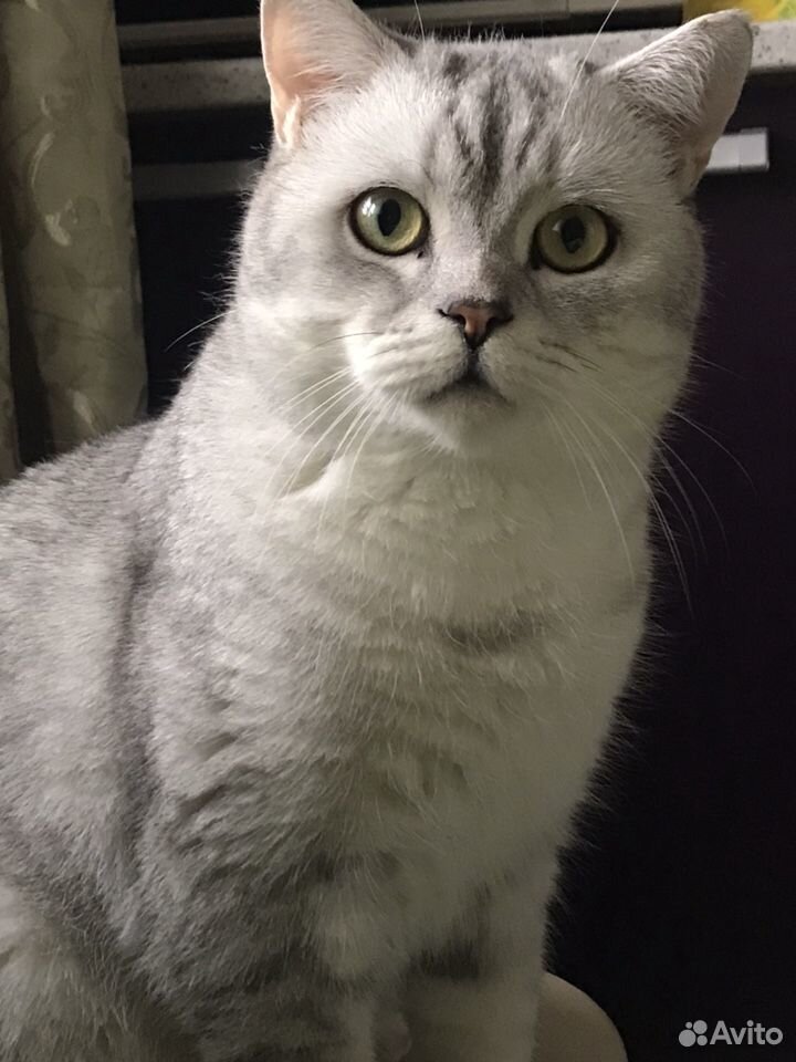 Шотландский кот ждёт невесту