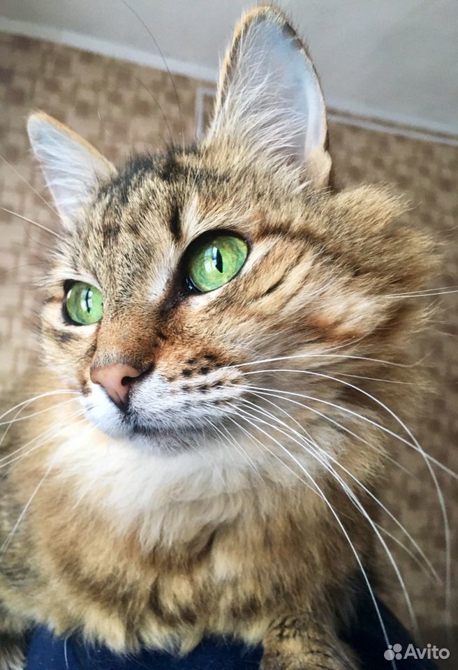 Кошка в добрые руки