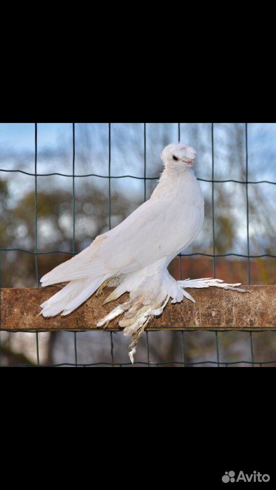 Узбекские голуби