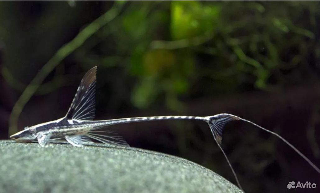 Стурисома панамская, Ларикарий красный, Мраморный