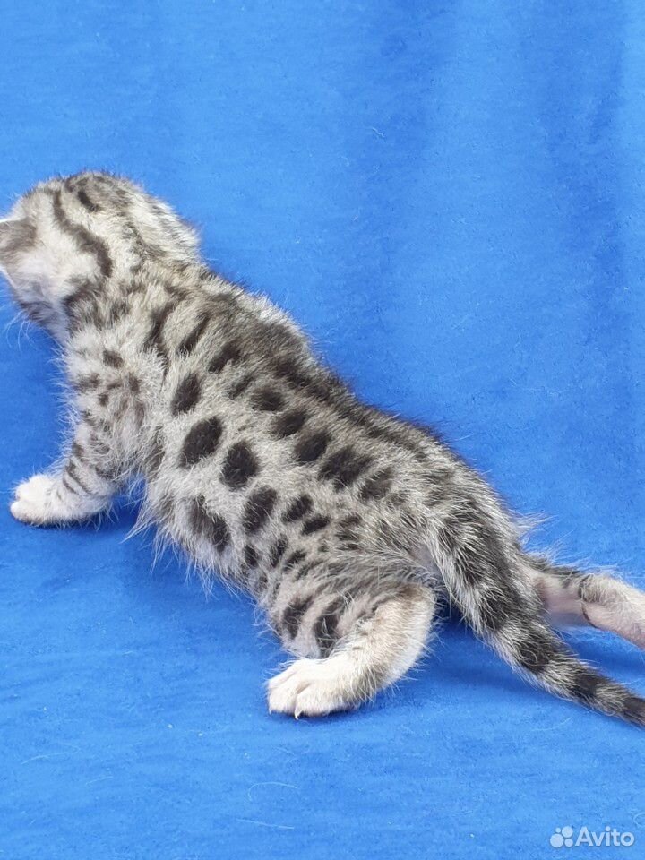 Бенгальские котята (серебро, золото, снег)