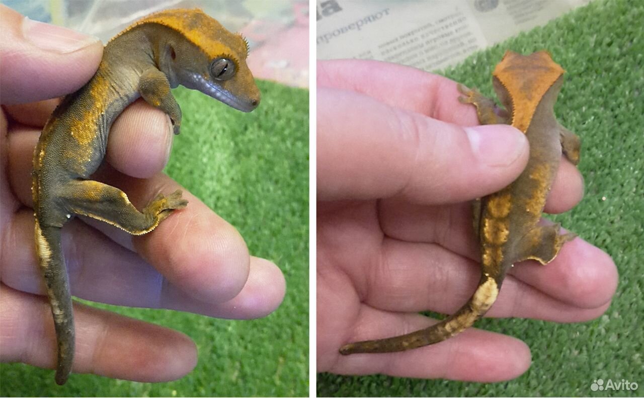 Геккон реснитчатый бананоед