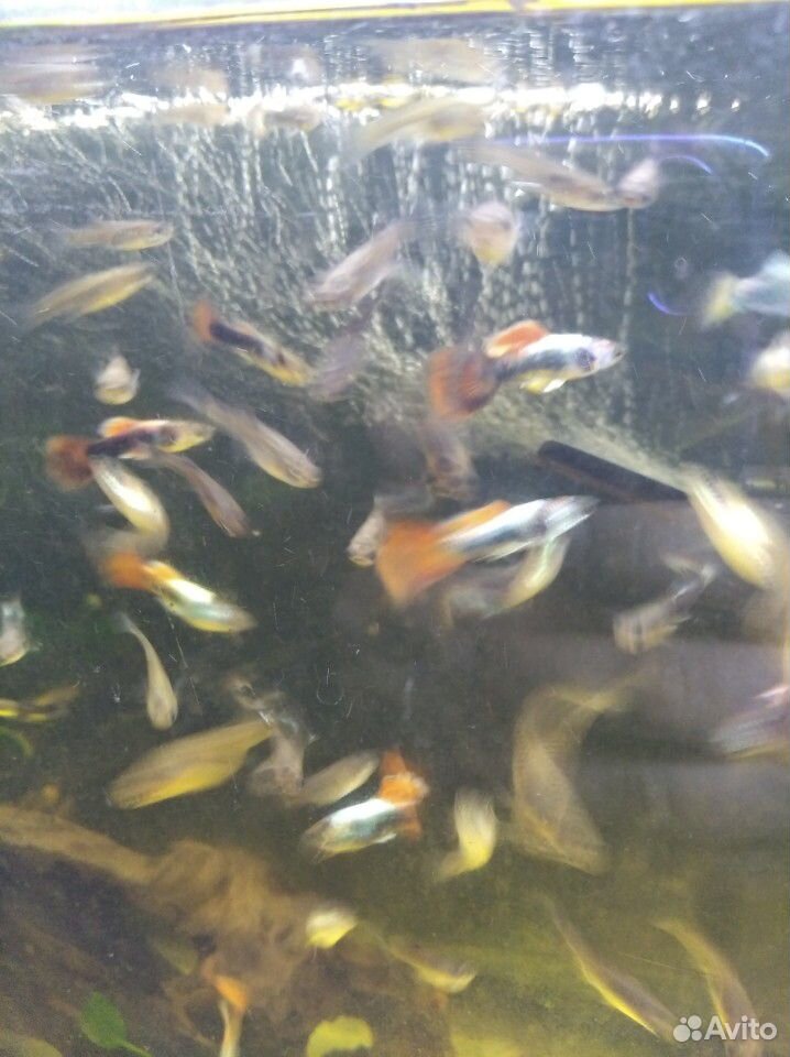 Гуппи берлинские