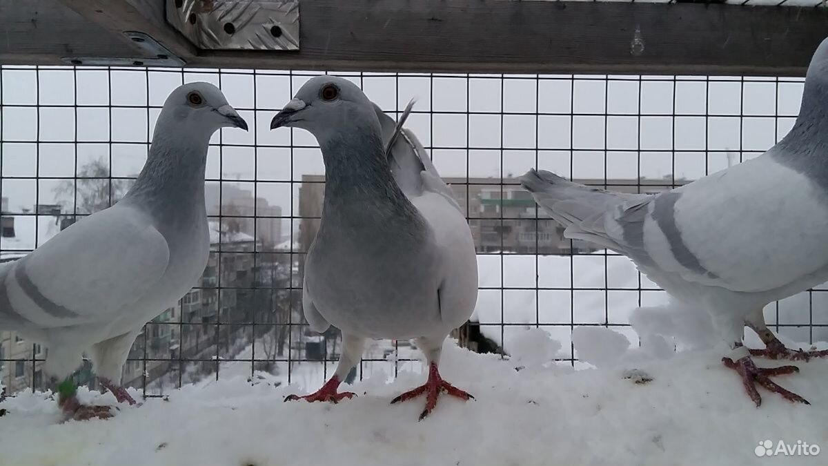 Голуби стальные(серебристые)