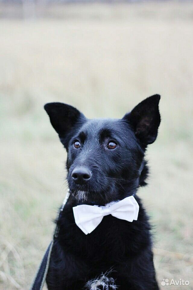 Щенок Рик в дар