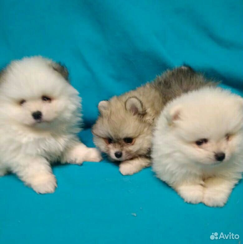 Шикарные щенки померанского шпица мини И стандарт