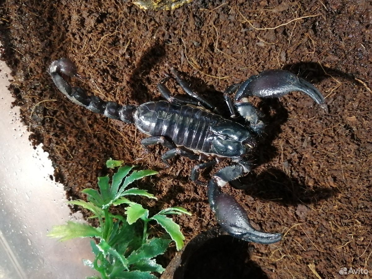 Крупный скорпион spinifer и Птицеед