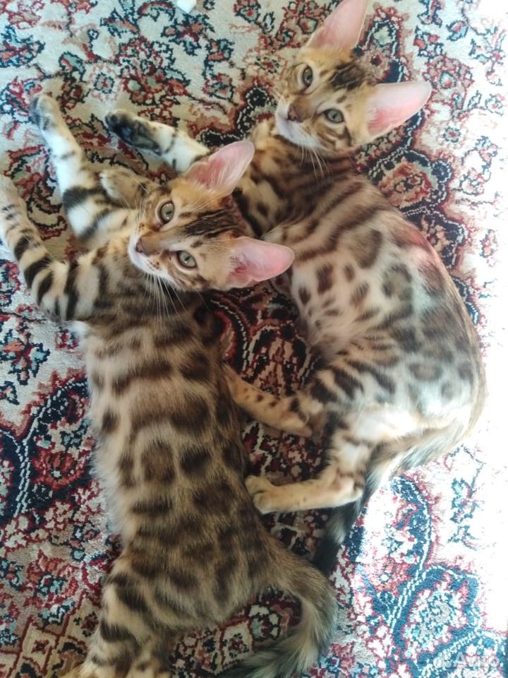 Бенгальские