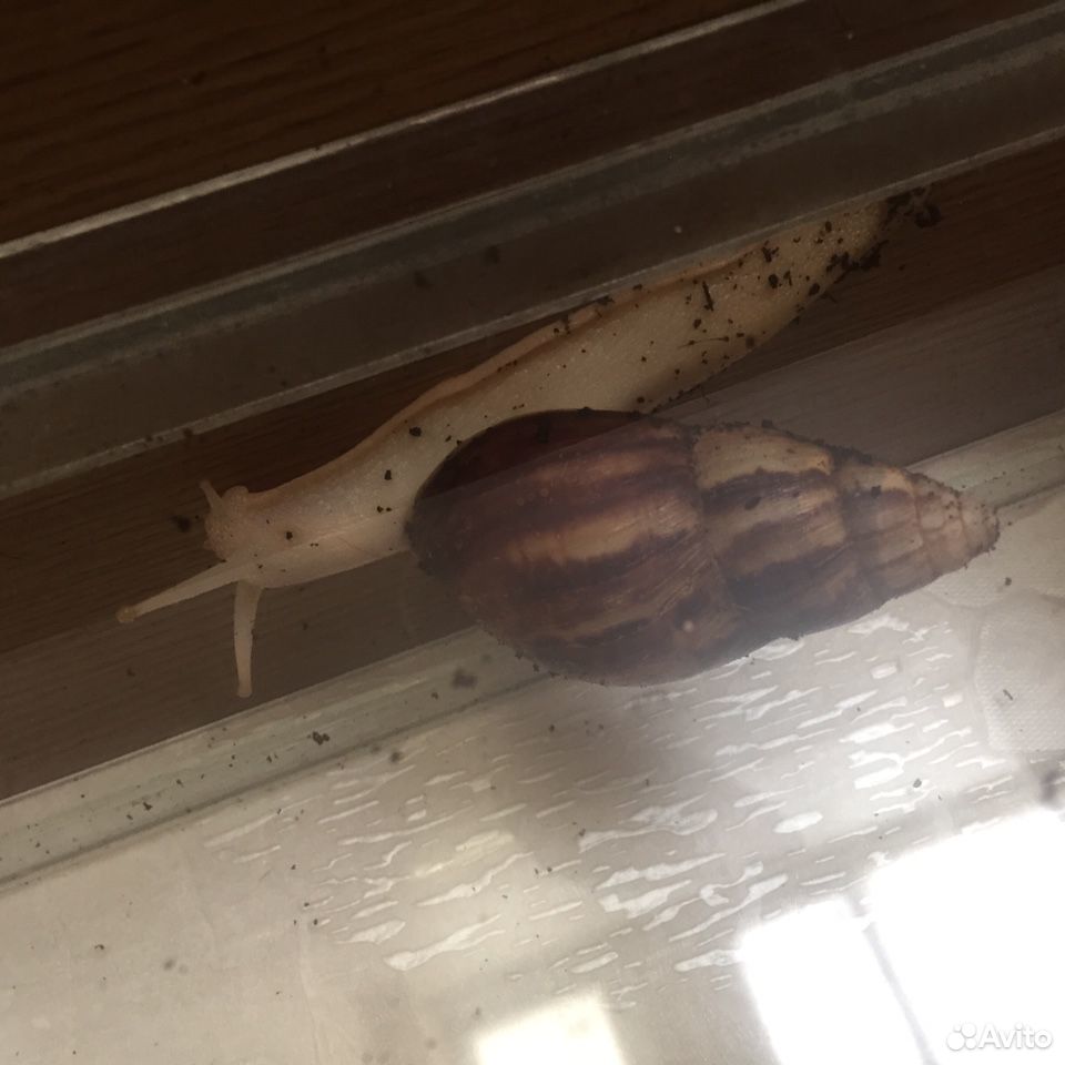 Улитка Ахатина