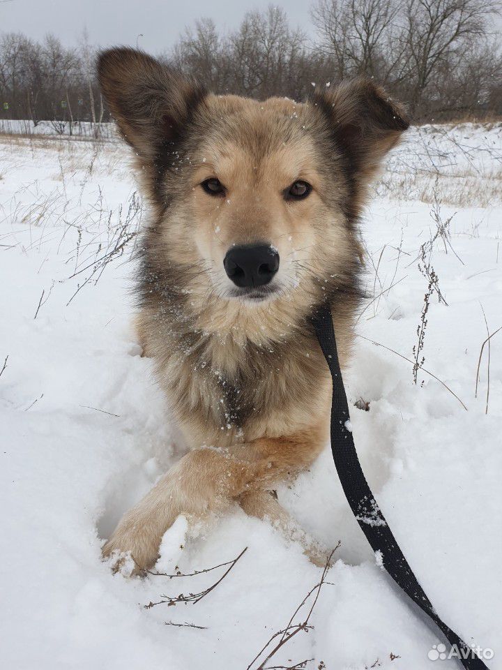 Отдам собаку Тони в дар