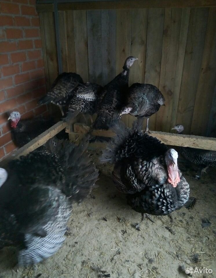 Дикая американская индейка