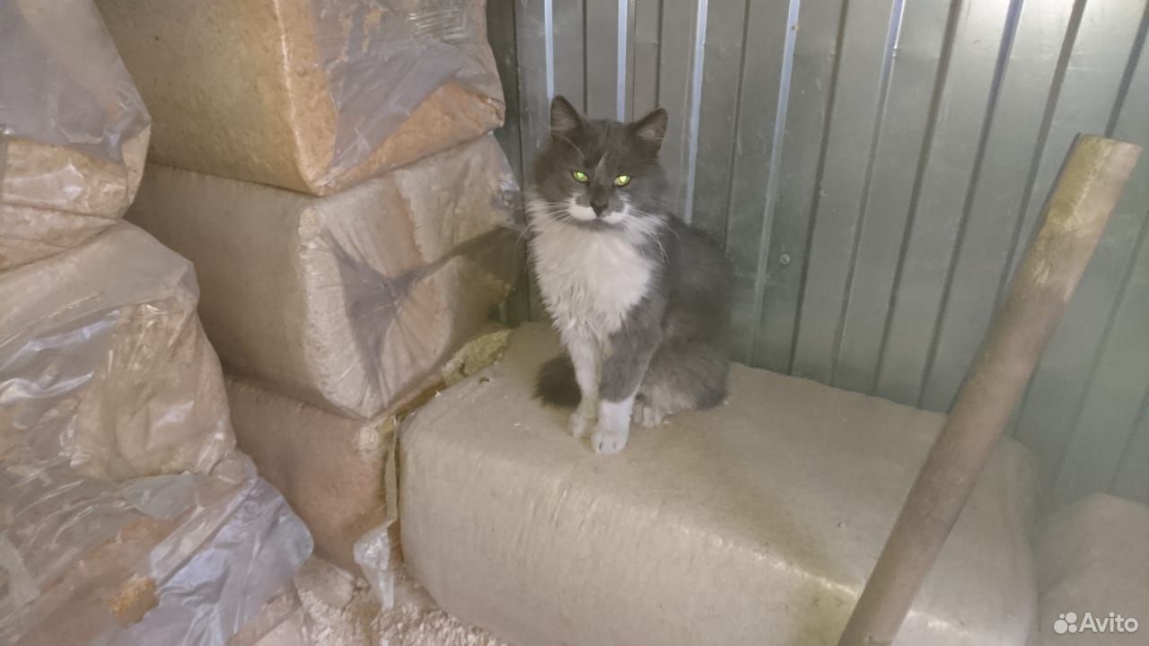 Пропал котик