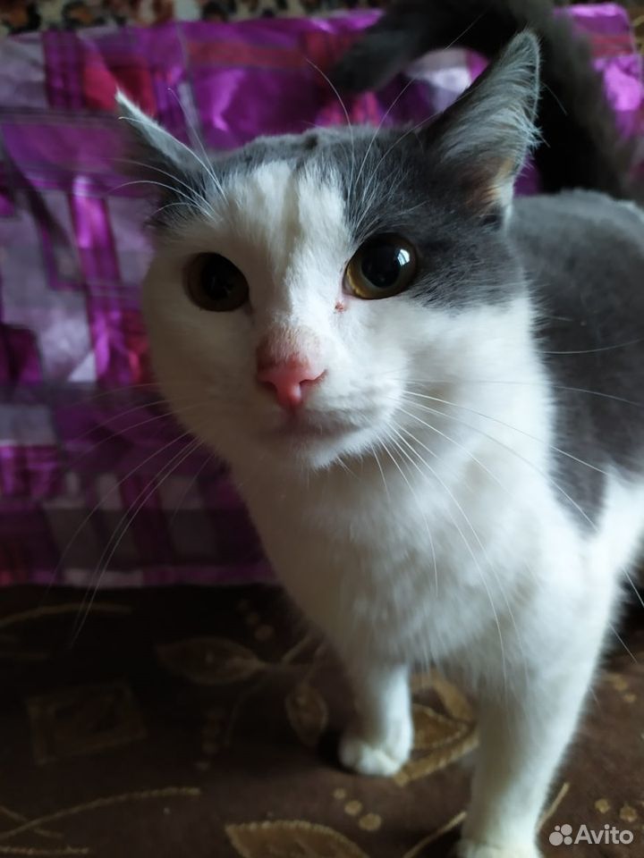 Котодети ищут своих родителей