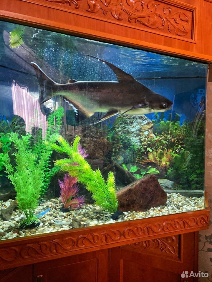 Аквариумная рыба