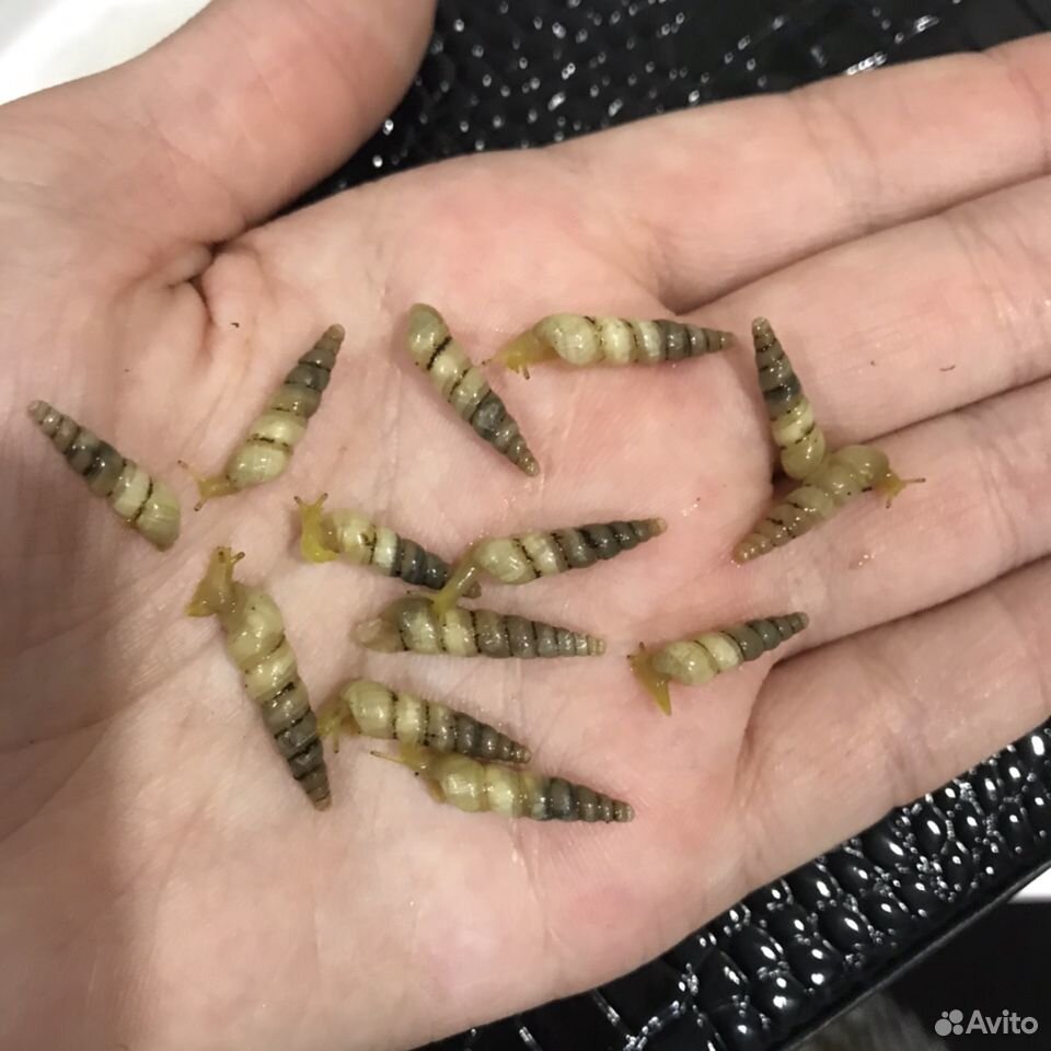 Улитки Суббулины