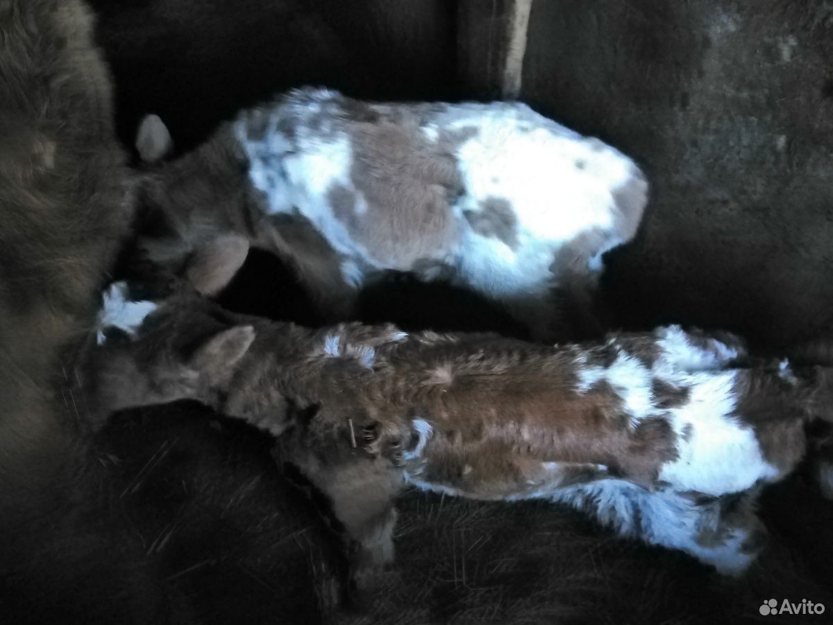 Продается тёлочка от 2 месяцев