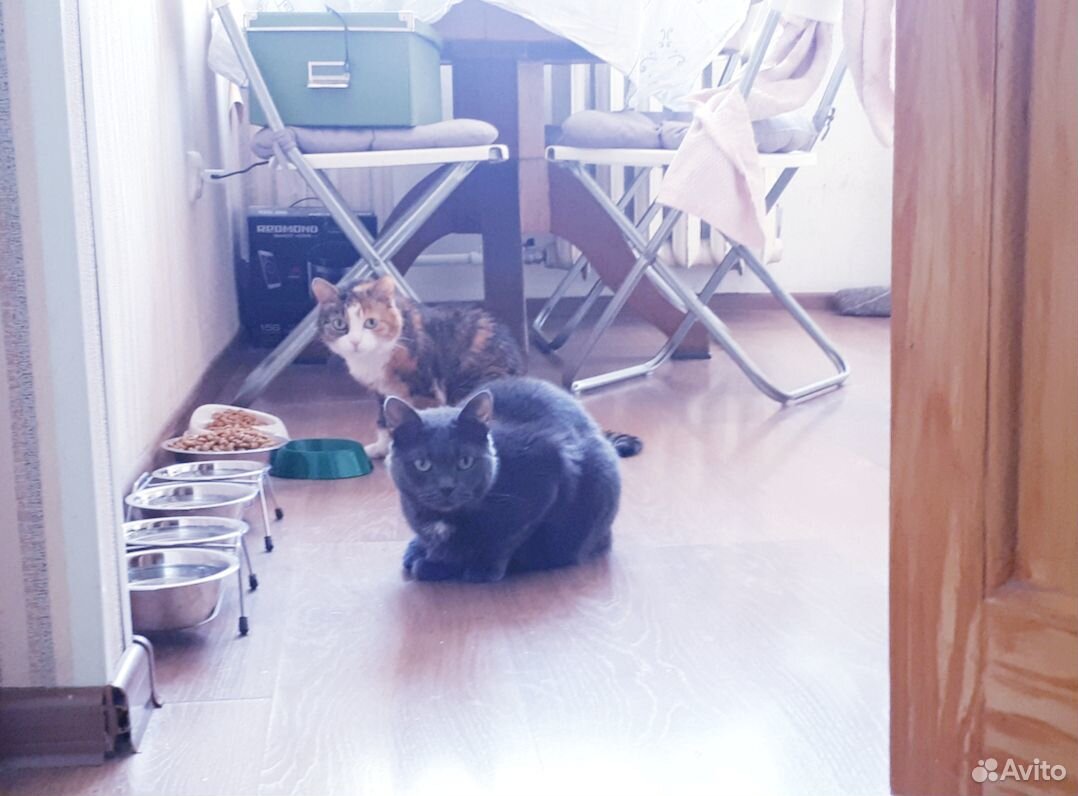 Кошка у окошка