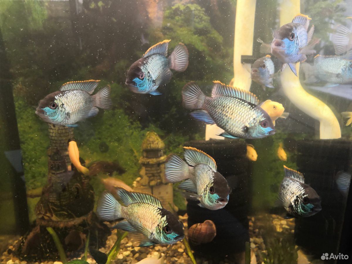 Наннакары, цихлазома