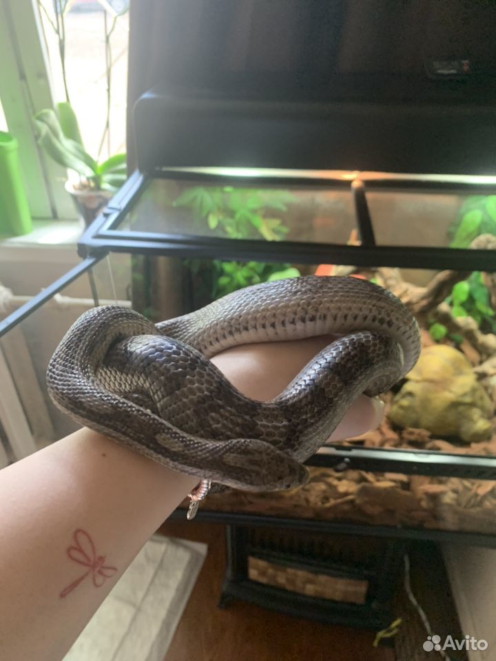 Маисовый полоз с полным комплектом