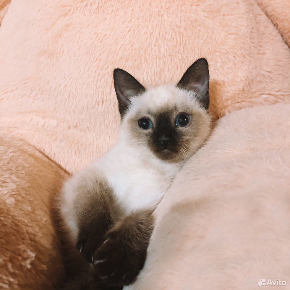 Сиамский котёнок