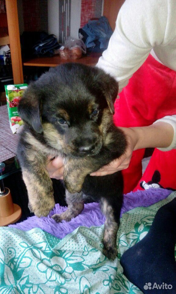 Отдам щенка мальчик, мама ротвейлер Папа неизвестн