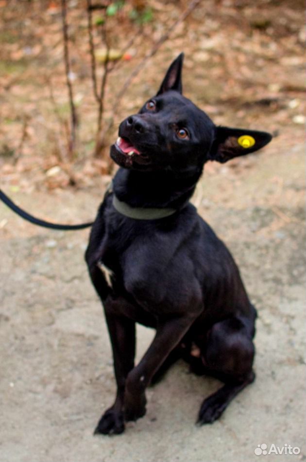 Пёс Ридж ищет дом