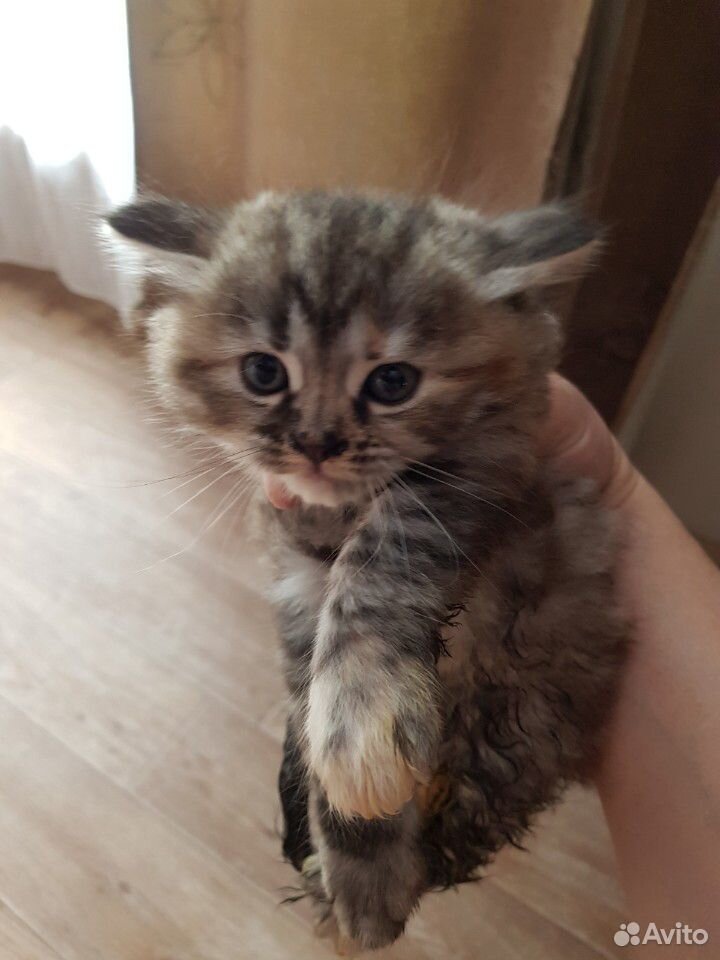 Котята от британки