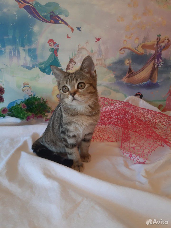 Шотландный мраморный мальчик