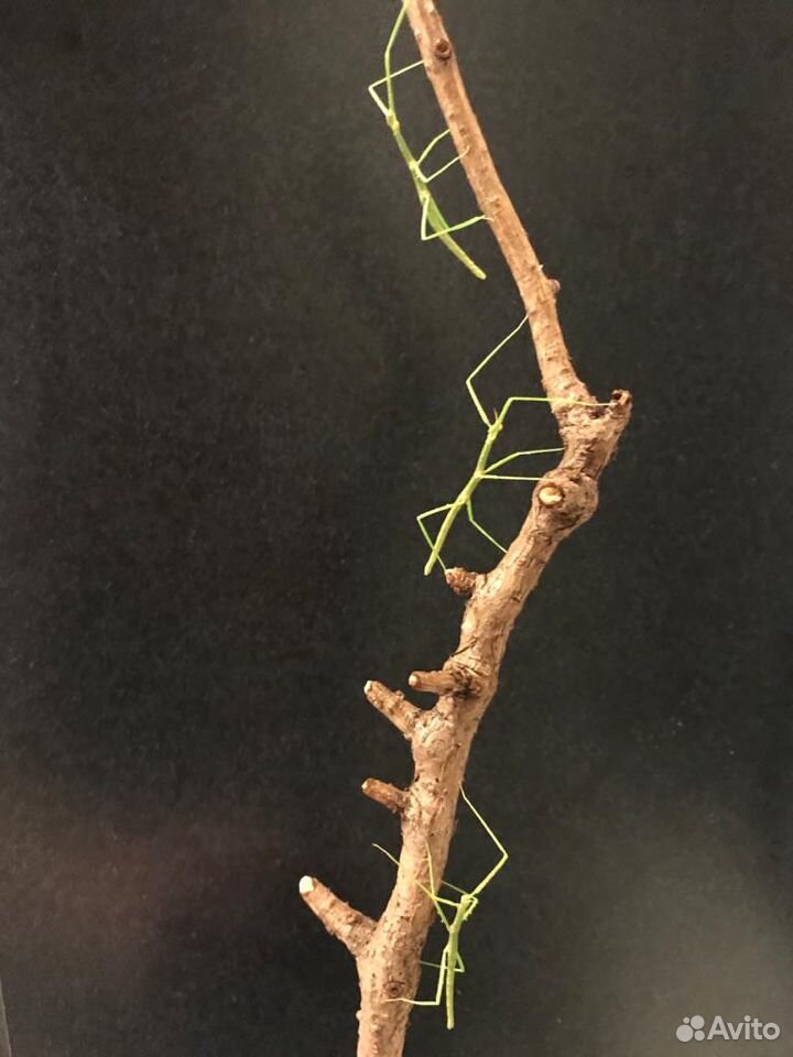 Палочники аннамские