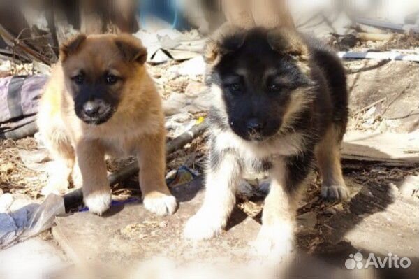 Щенки Рыжик и Чернулька 2-2.5 месяца Вырастут по к