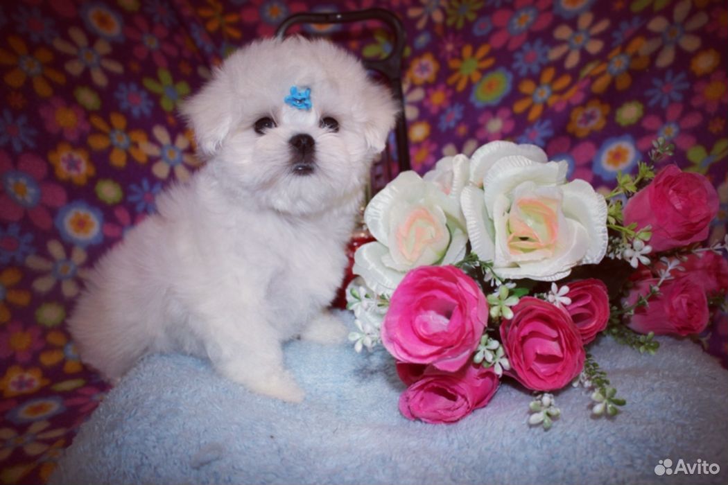 Кукольный малыш мальтезе 2 мес