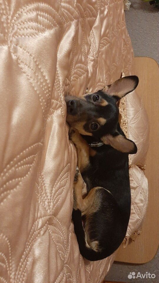 Отдаю в хорошие руки той-терьера