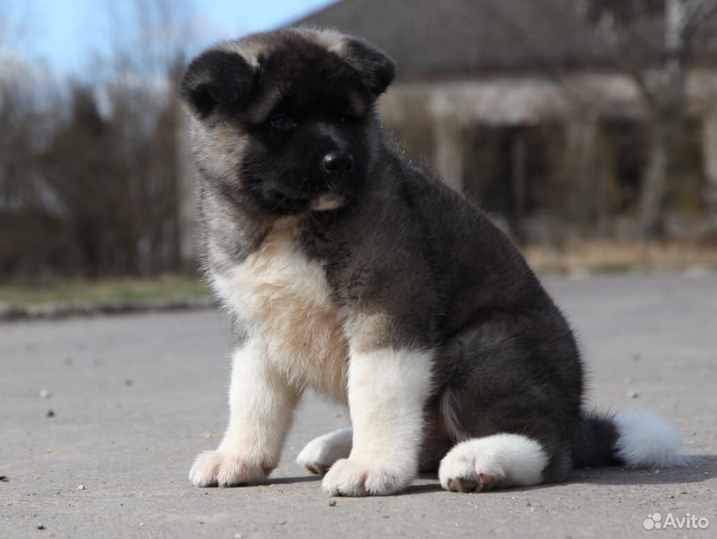 Америкосики