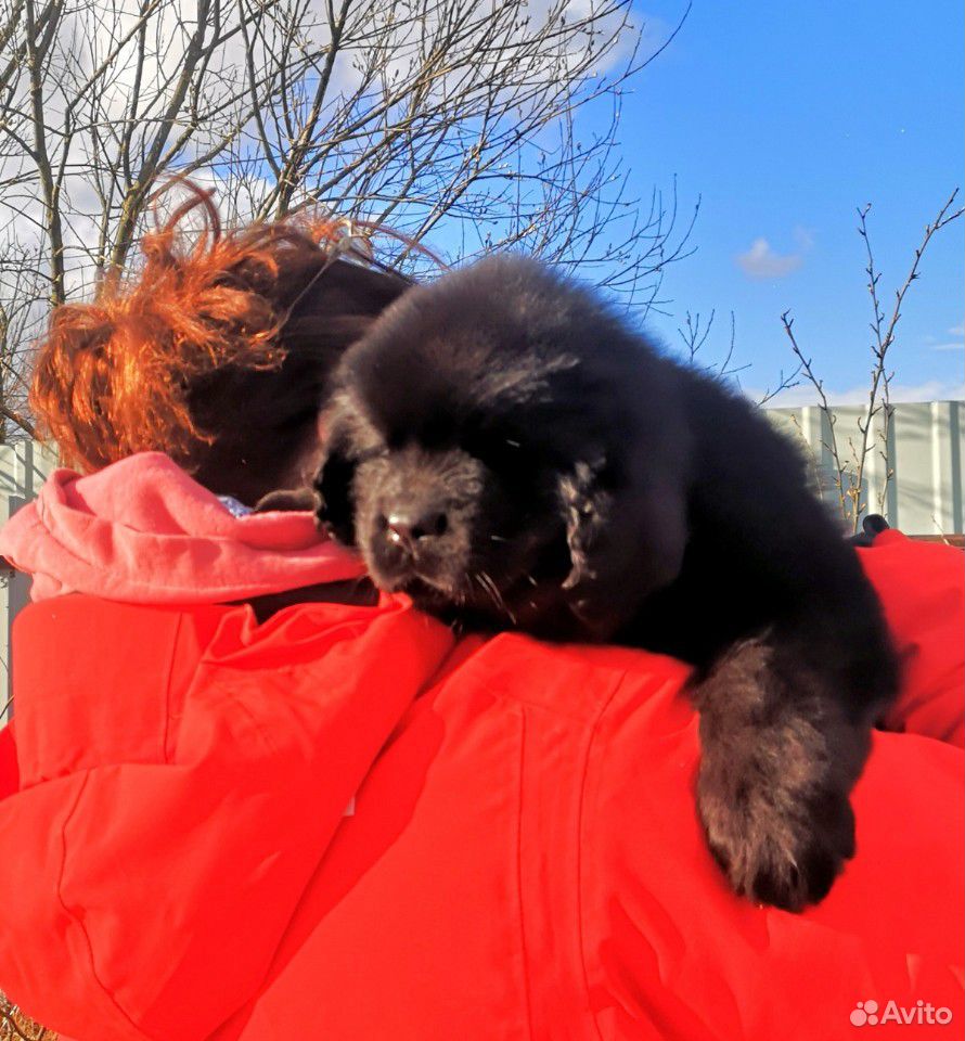 Ньюфаундленд девочка Уэлси 1.5 месяца