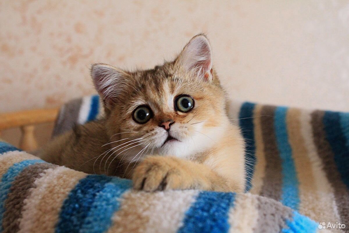 Кармелита - кукольная кошечка