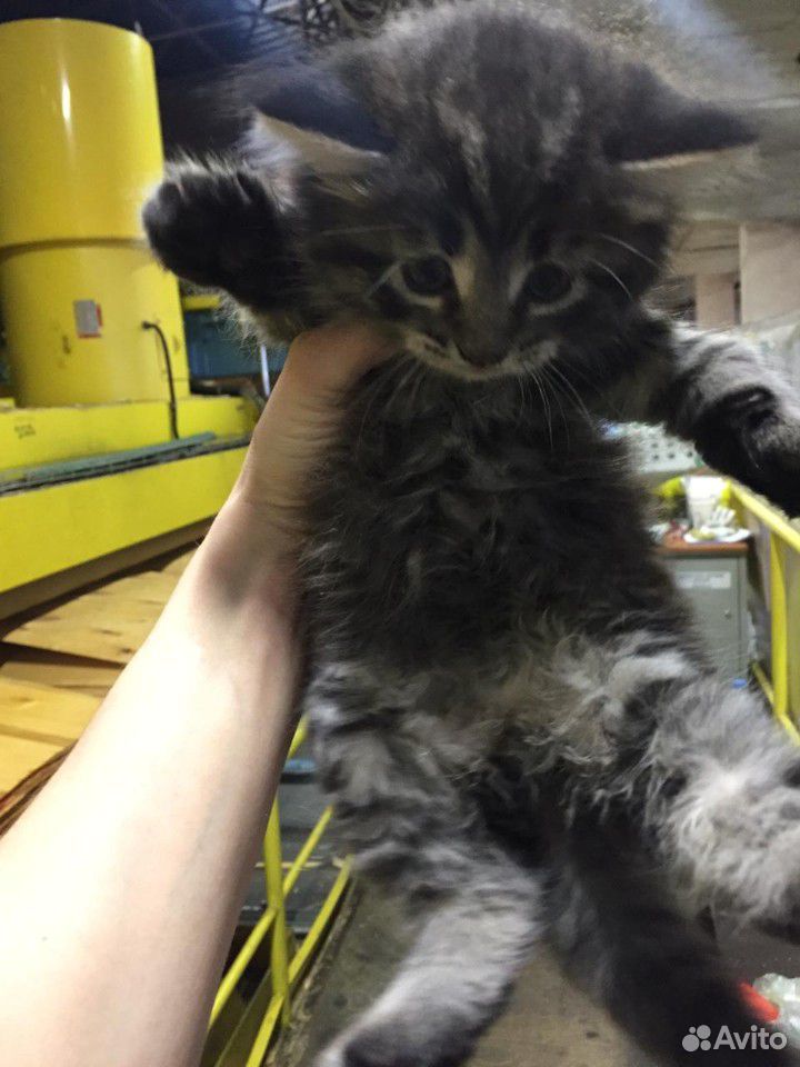 Нашли котейку
