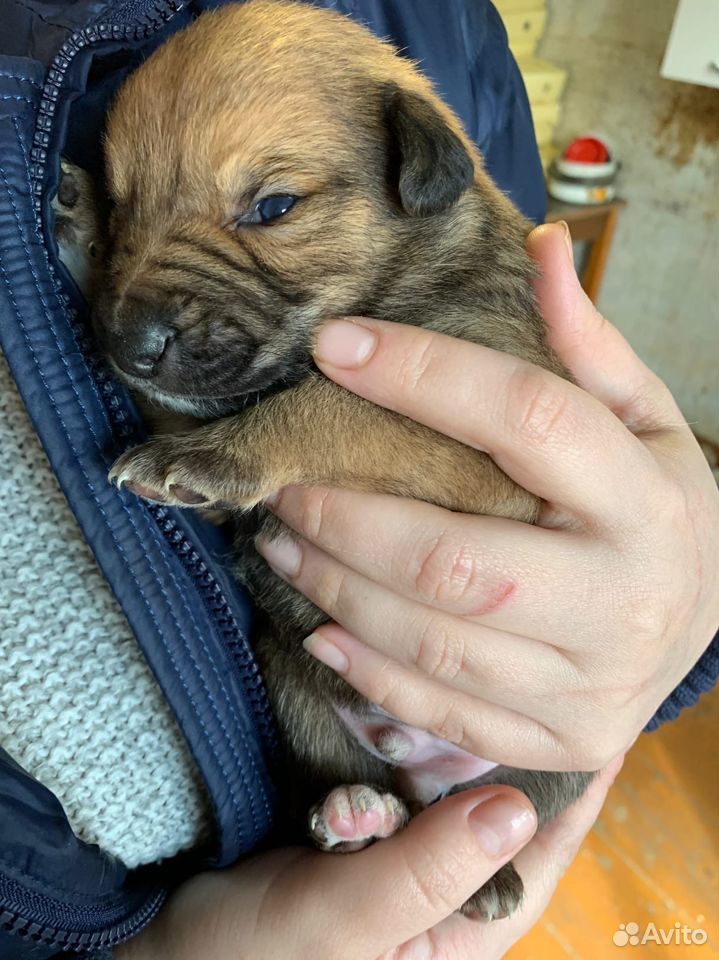 Щенок-малютка Завоеватель