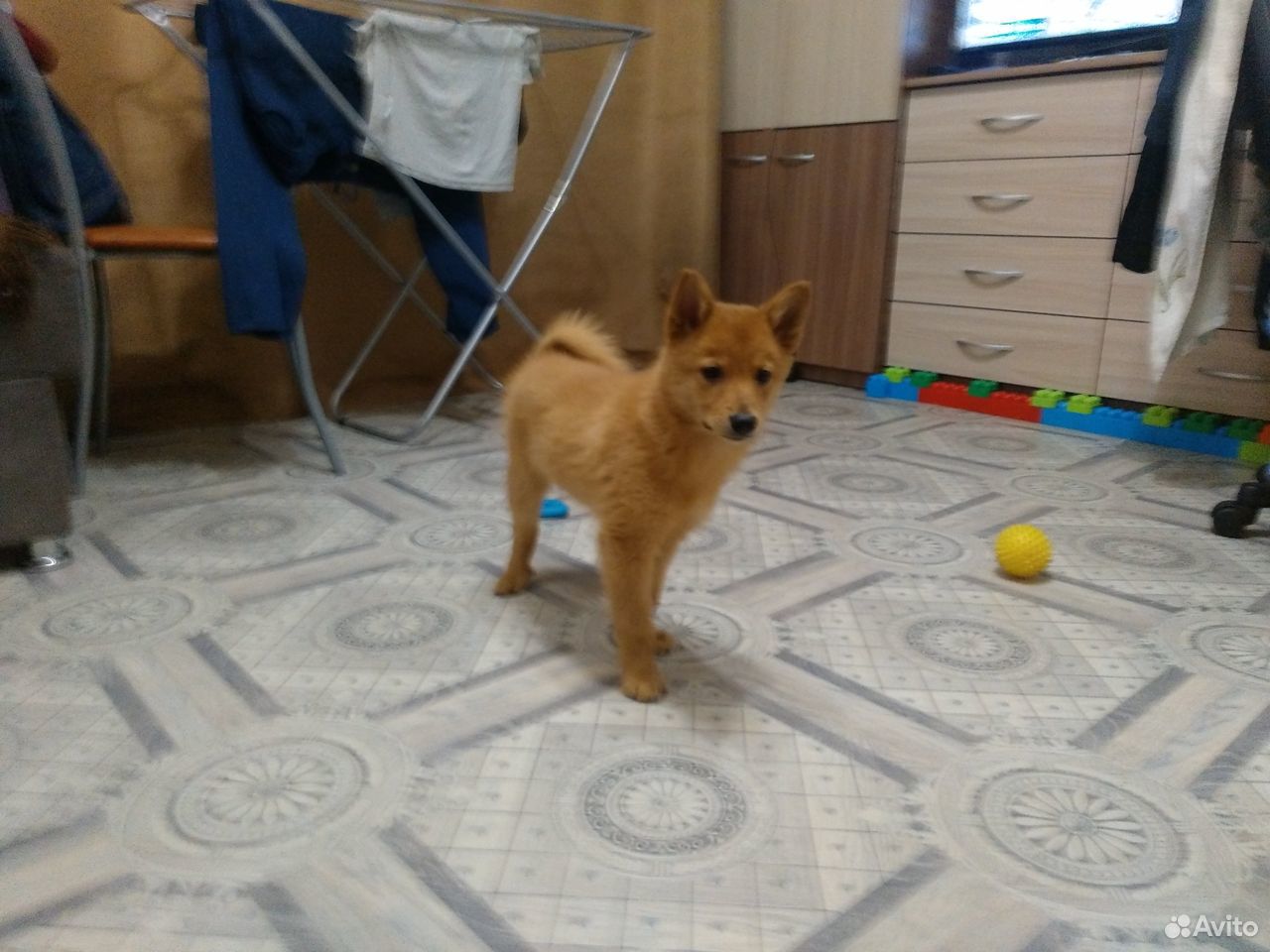 Продам щенка кфл, кобель