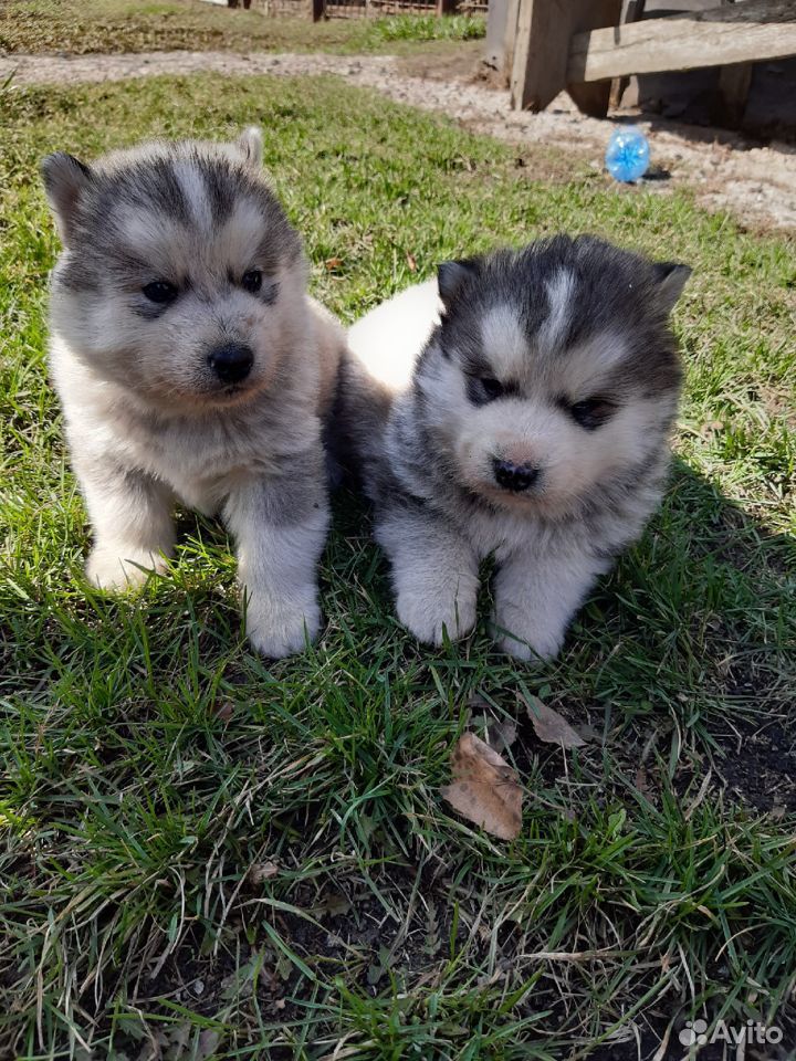 Щенки Аляскинского маламута