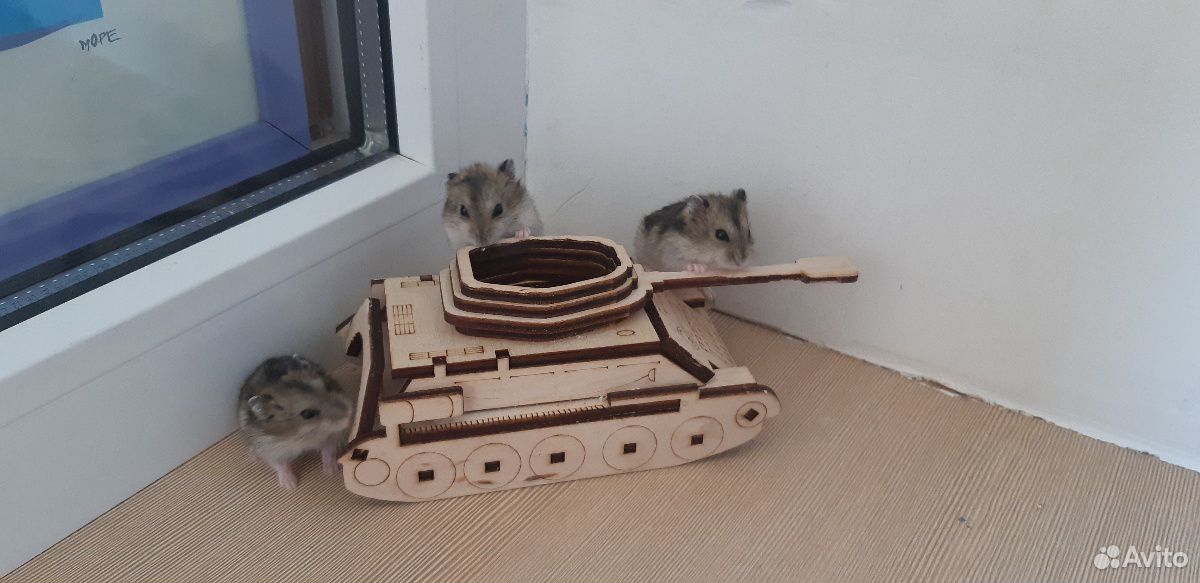 Хомячки джунгарские